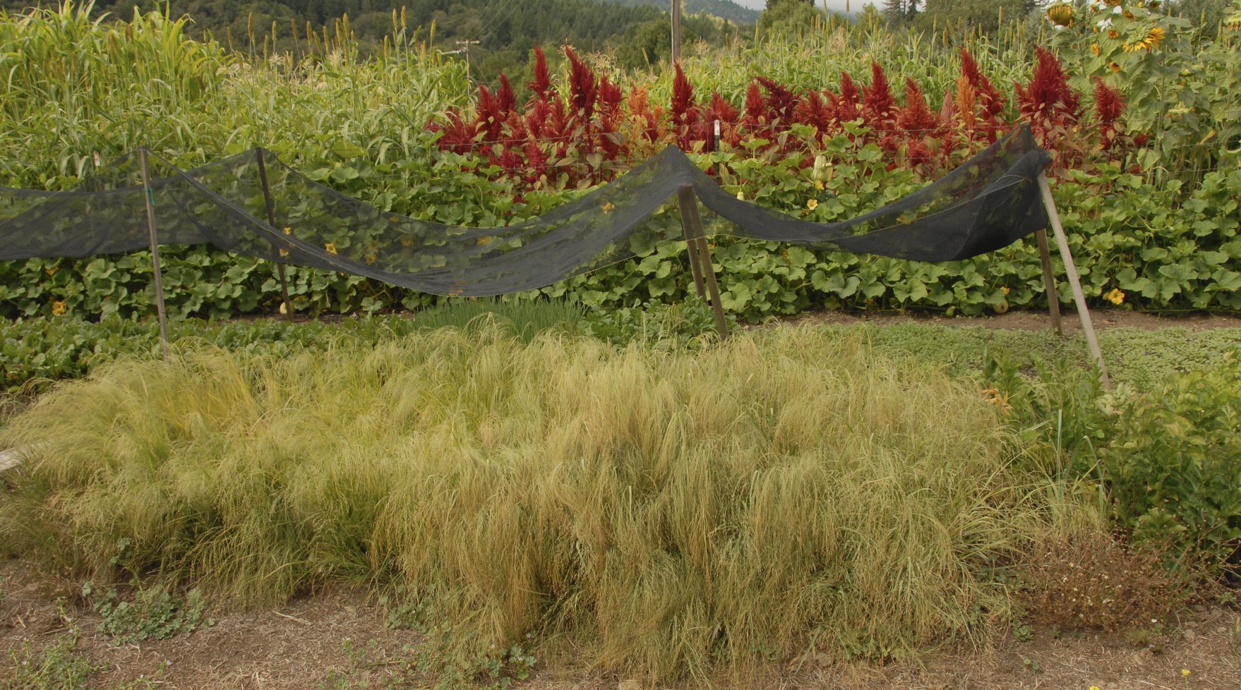 John Jeavons Biointensive Farming