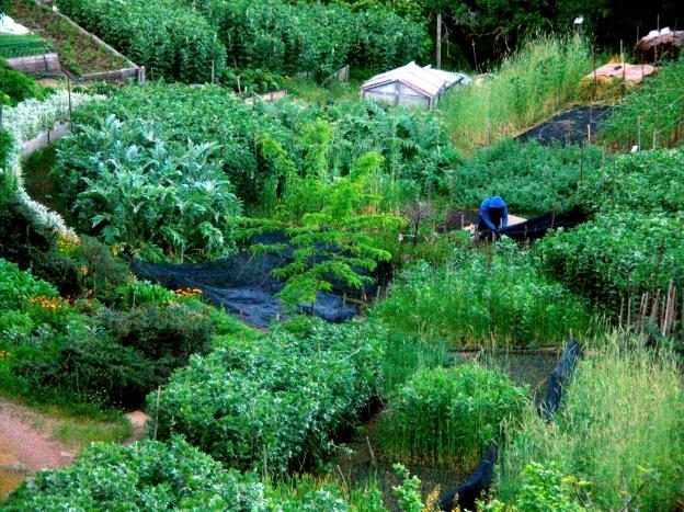 John Jeavons Biointensive Farming